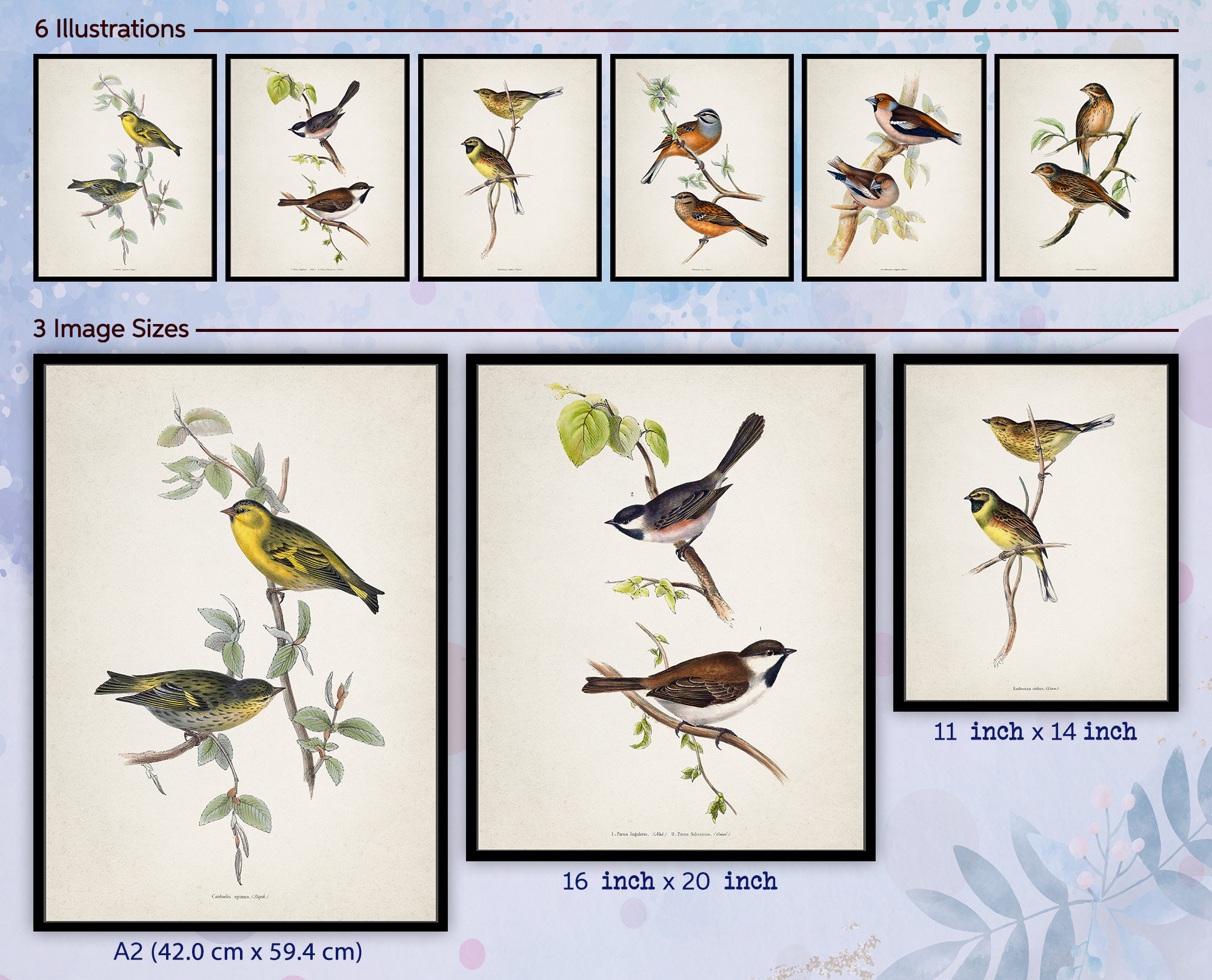 Set of 6 Bird Printable Vintage Bird Illustration Bird Art - Etsy