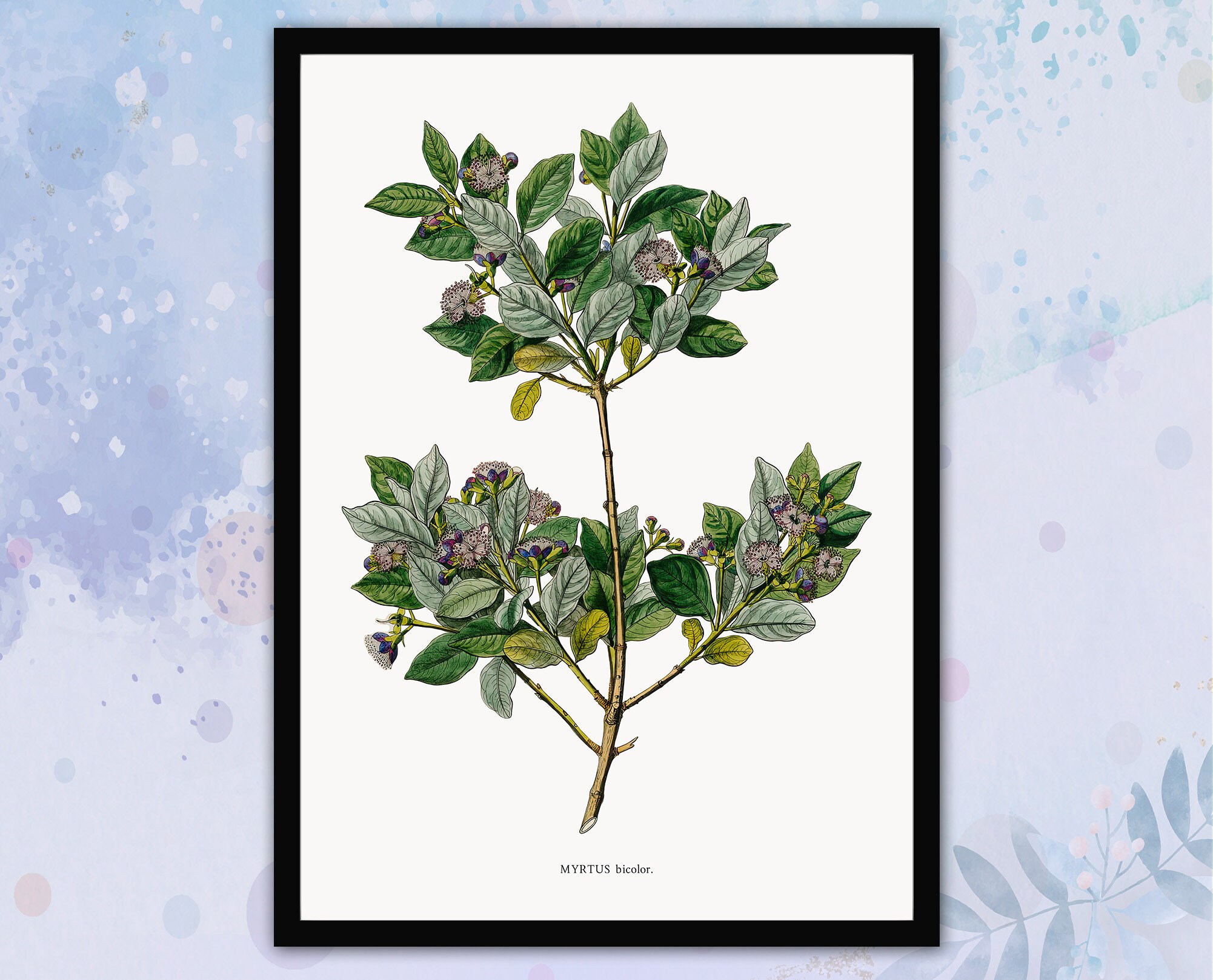 Set of 6 Vintage Botanical Prints. Botanic Wall Art. Botanical | Etsy