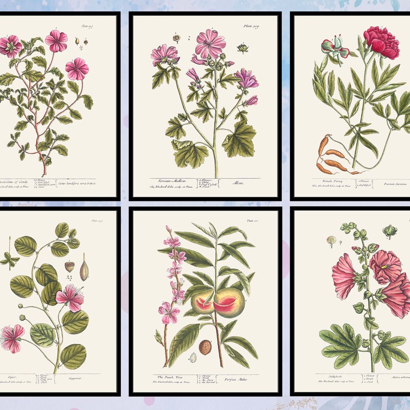 Botanical Poster - Etsy