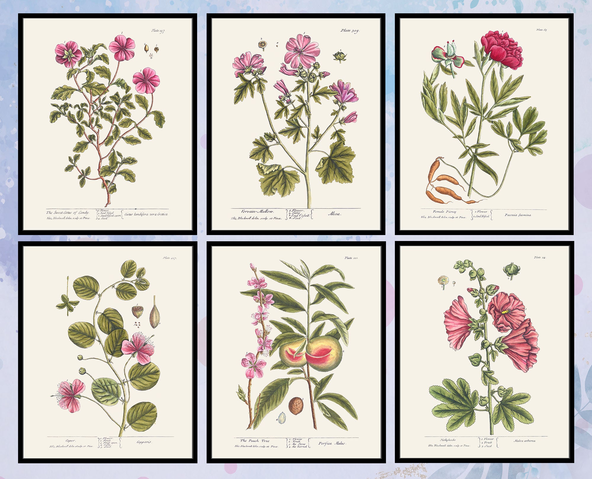 Set of 6 Vintage Botanical Prints Wall Art. Botanical Poster. | Etsy