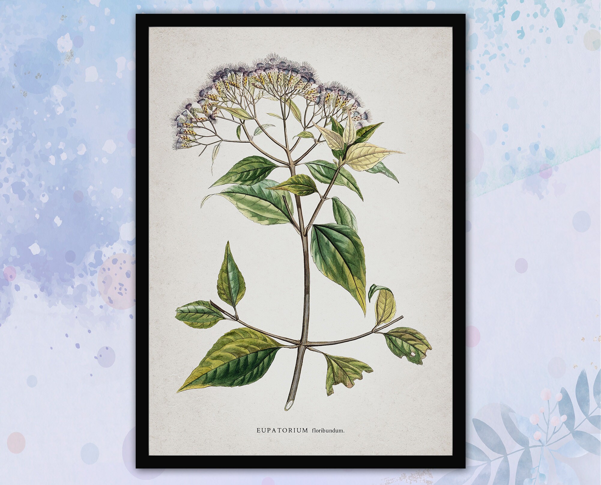 Set of 6 Vintage Botanical Prints Wall Art. Botanical Poster. | Etsy