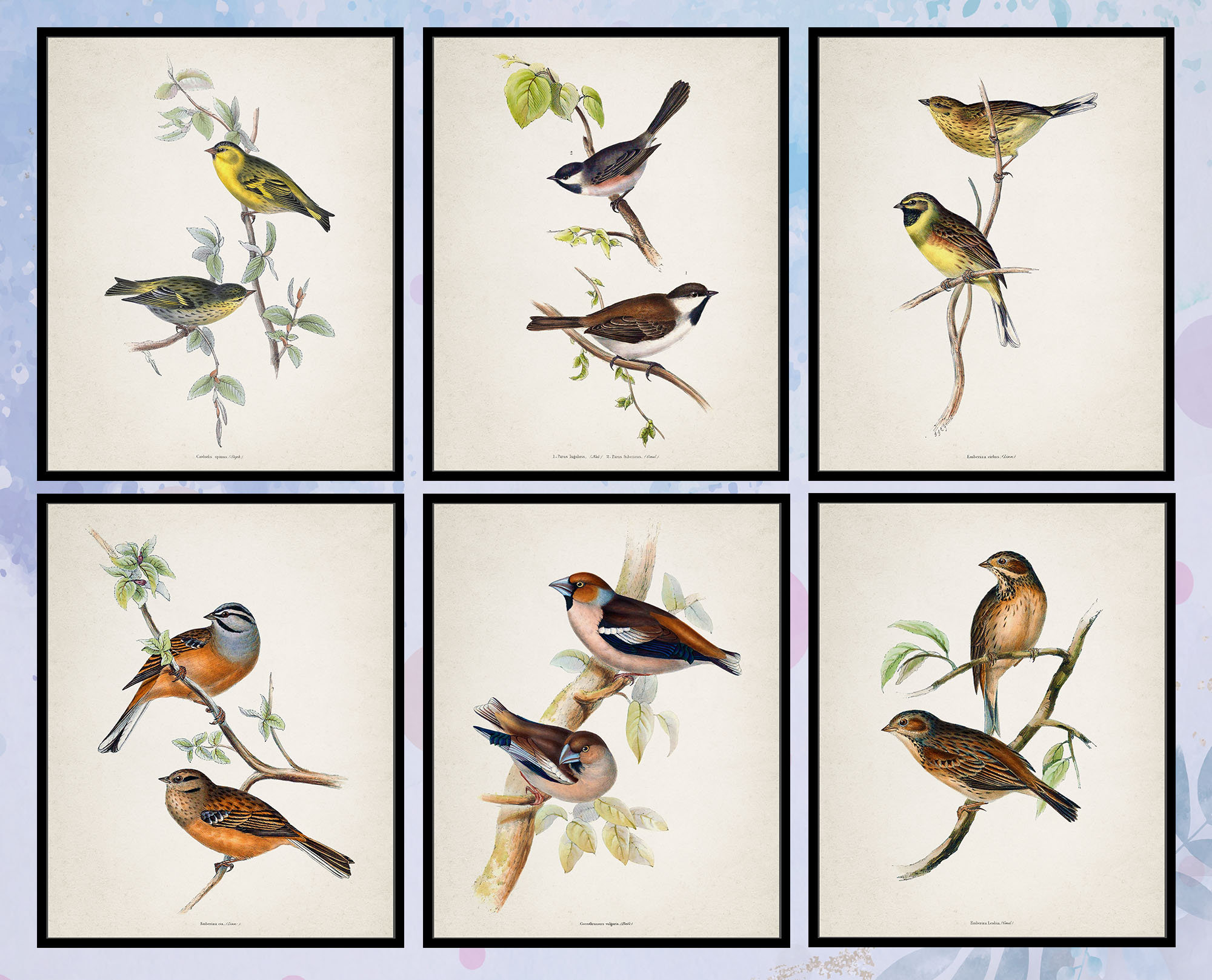 Set of 6 Bird Printable Vintage Bird Illustration Bird Art - Etsy