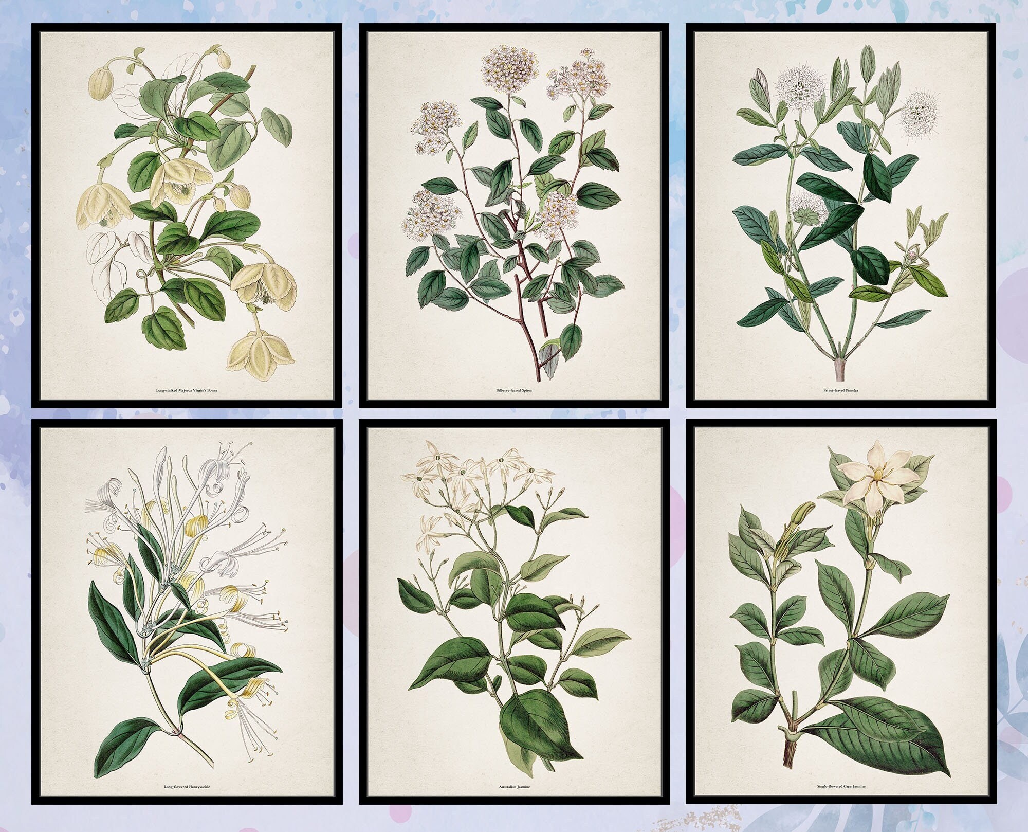 Set of 6 Vintage Botanical Prints Wall Art. Botanical Poster. | Etsy