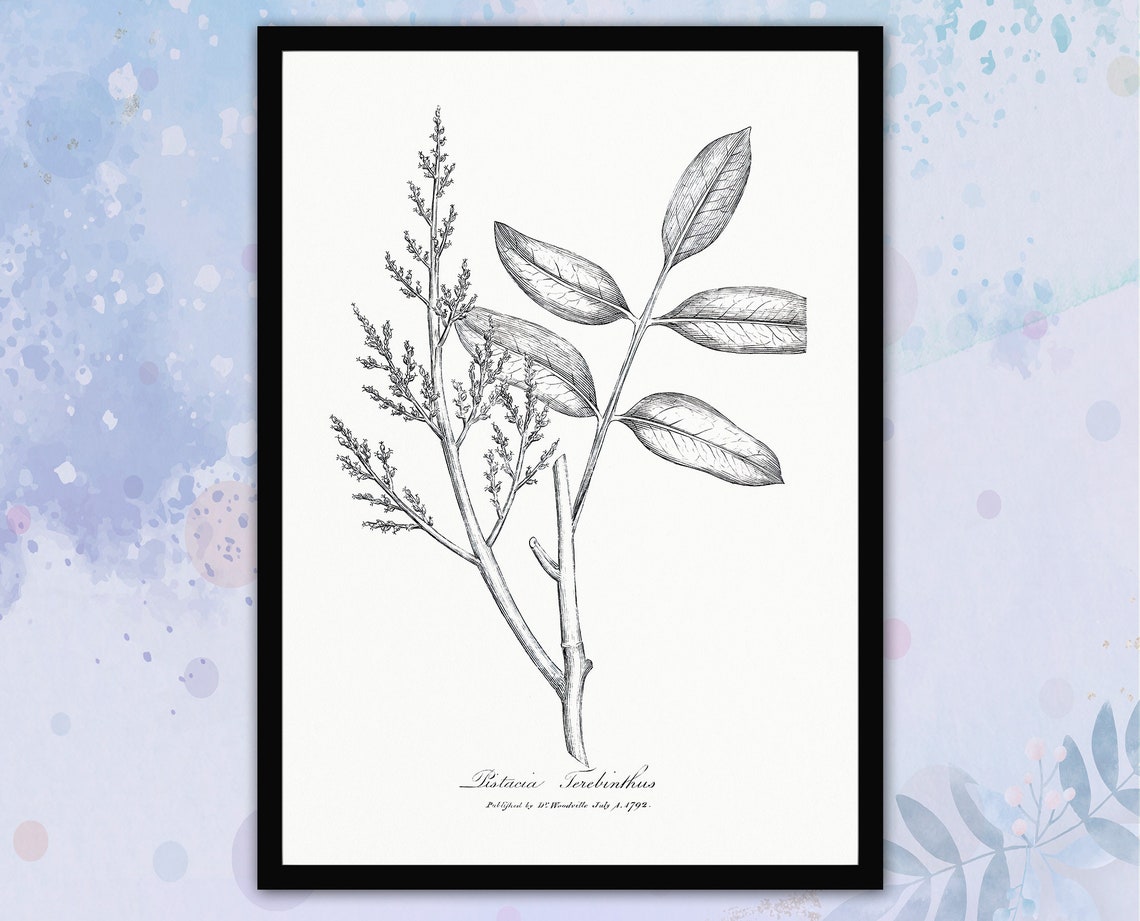 Set of 6 Vintage Botanical Wall Art. Botanical Study Prints. - Etsy