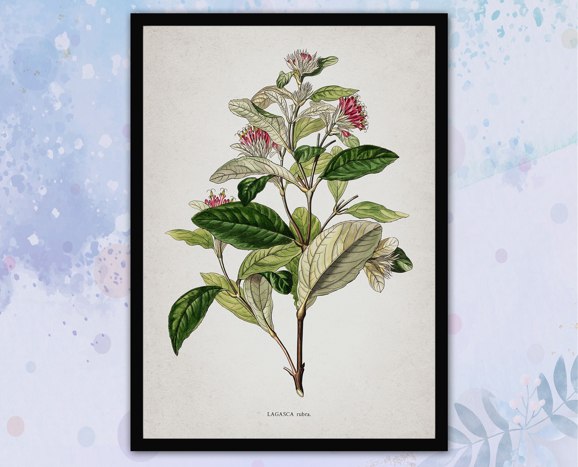 Set of 6 Vintage Botanical Prints. Botany Wall Art. Botanical | Etsy