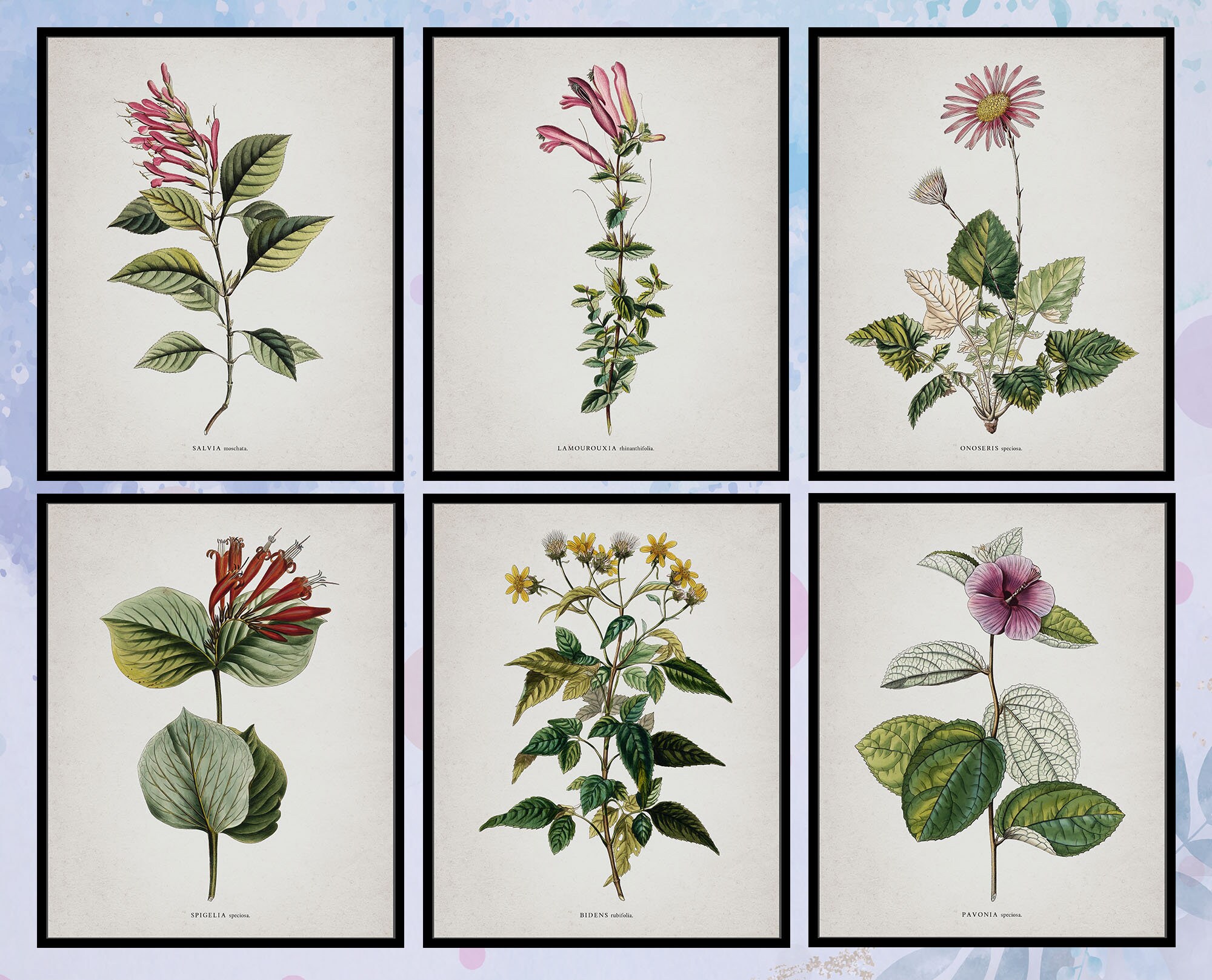 Set of 6 Vintage Botanical Wall Art. Botanical Poster Set. - Etsy
