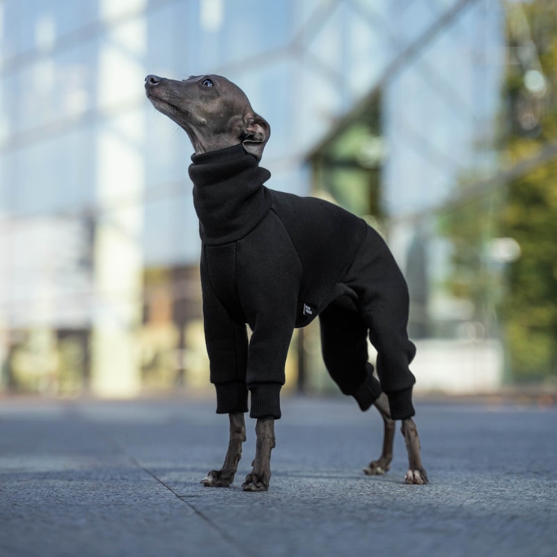 Italian Greyhound Clothing - Etsy