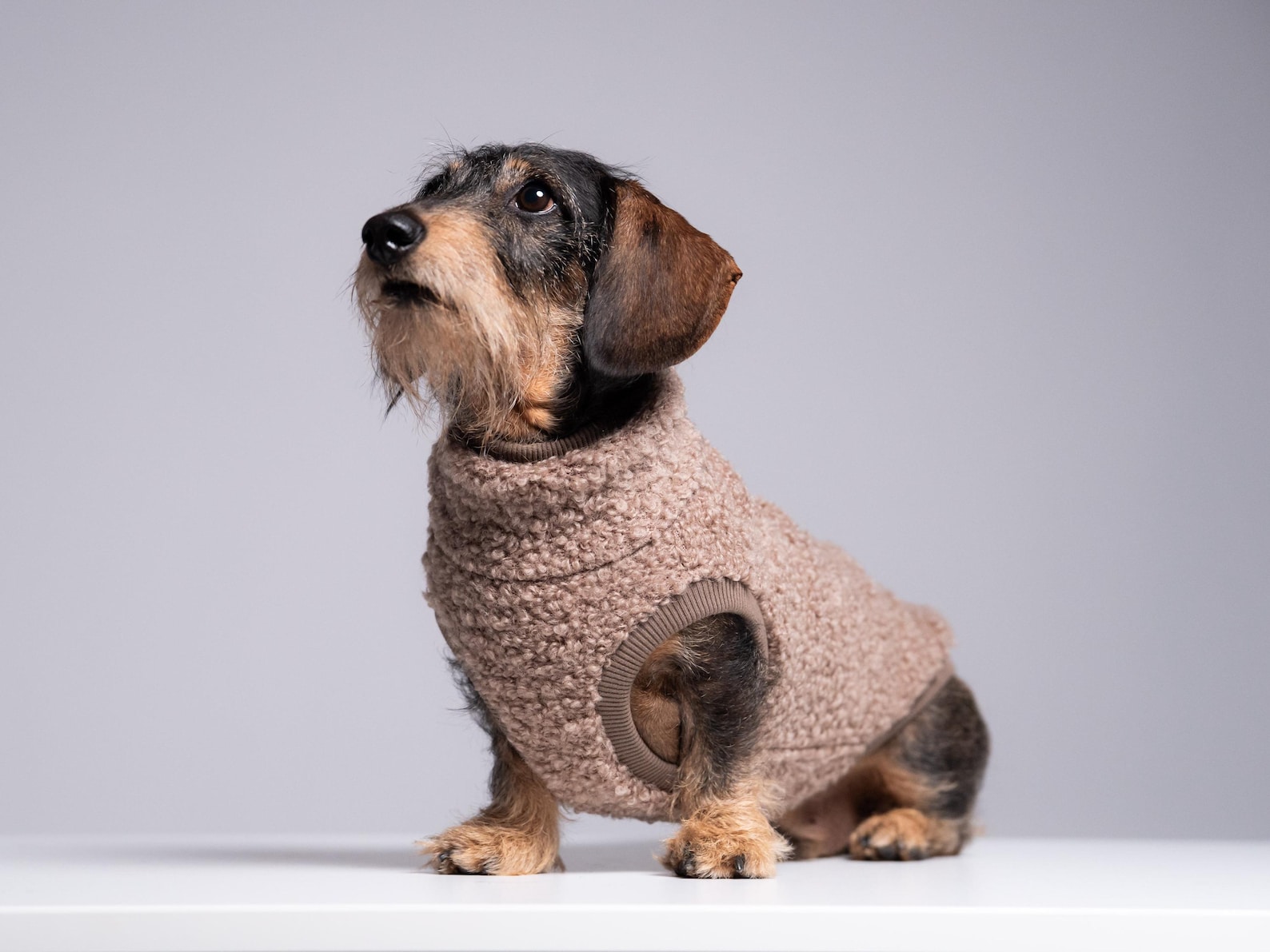 75% Wool Dachshund Jumper – Sausage Dog Sweater, Doxie Clothes, Beige ...