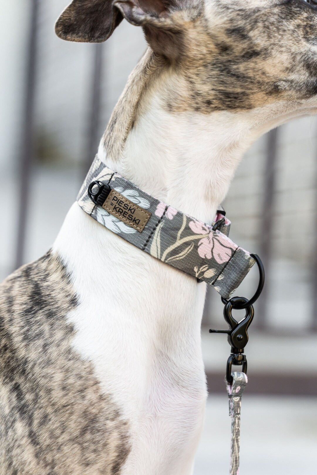 Martingale Dog Collar Best for Whippet, Sighthound Collar, Dog ...