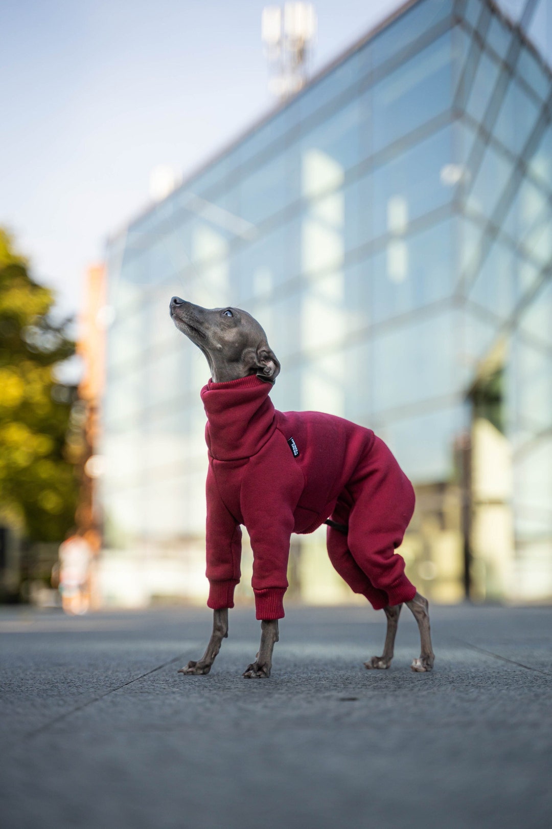 90% Cotton – Best Italian Greyhound Clothing, Comfortable Jumpsuit for ...