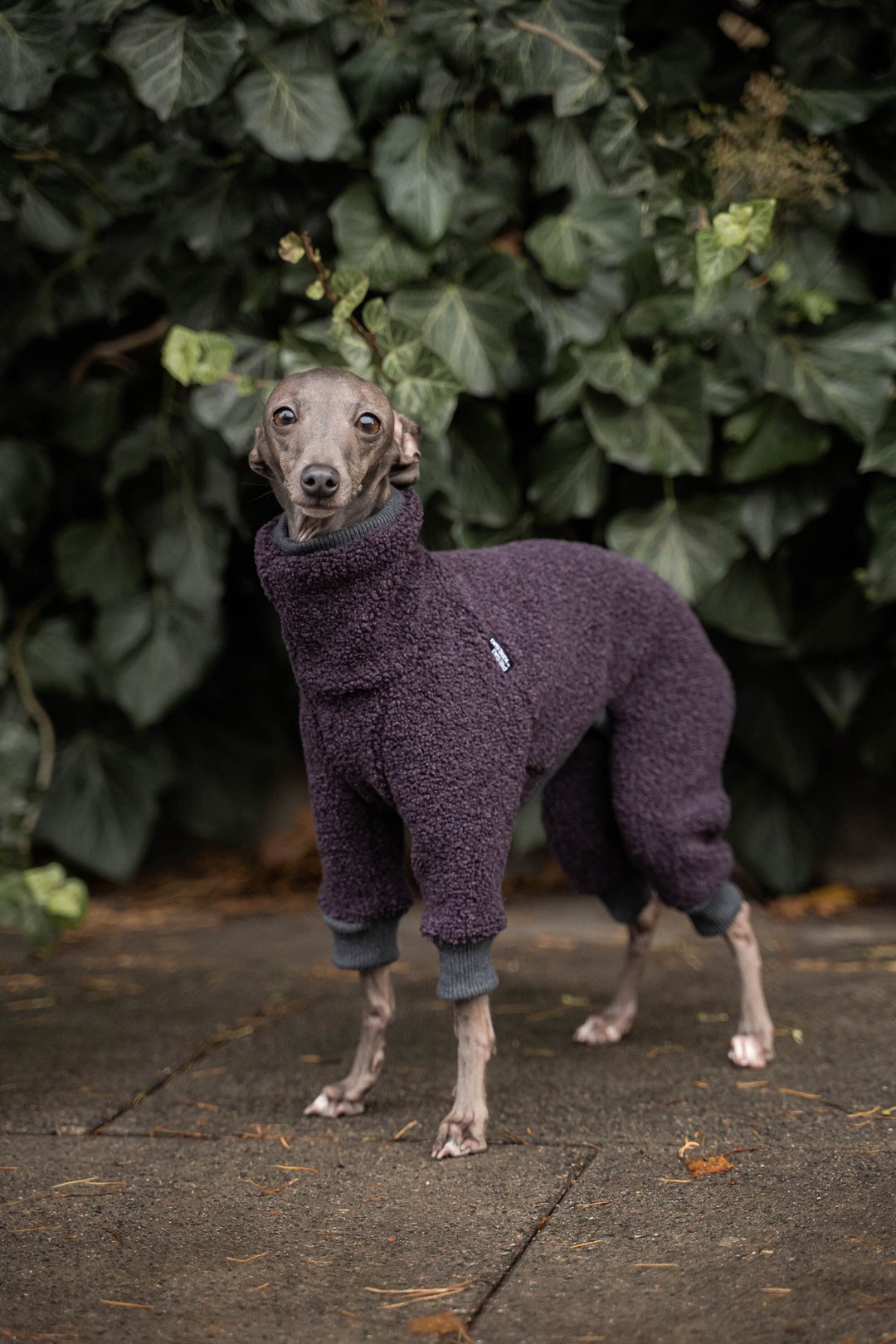 42% Wool Jumpsuit for Iggy Italian Greyhound Clothing PURPLE - Etsy