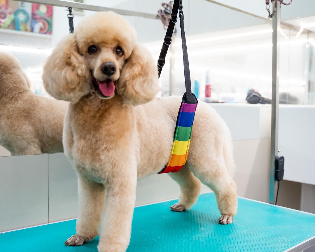 Rainbow Dog Grooming Belly Strap, Grooming Belt, Dog Groomer Gift, Lgbt ...