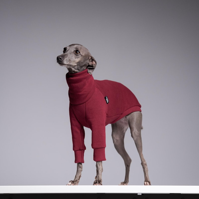 Iggy Clothes Cotton - Etsy