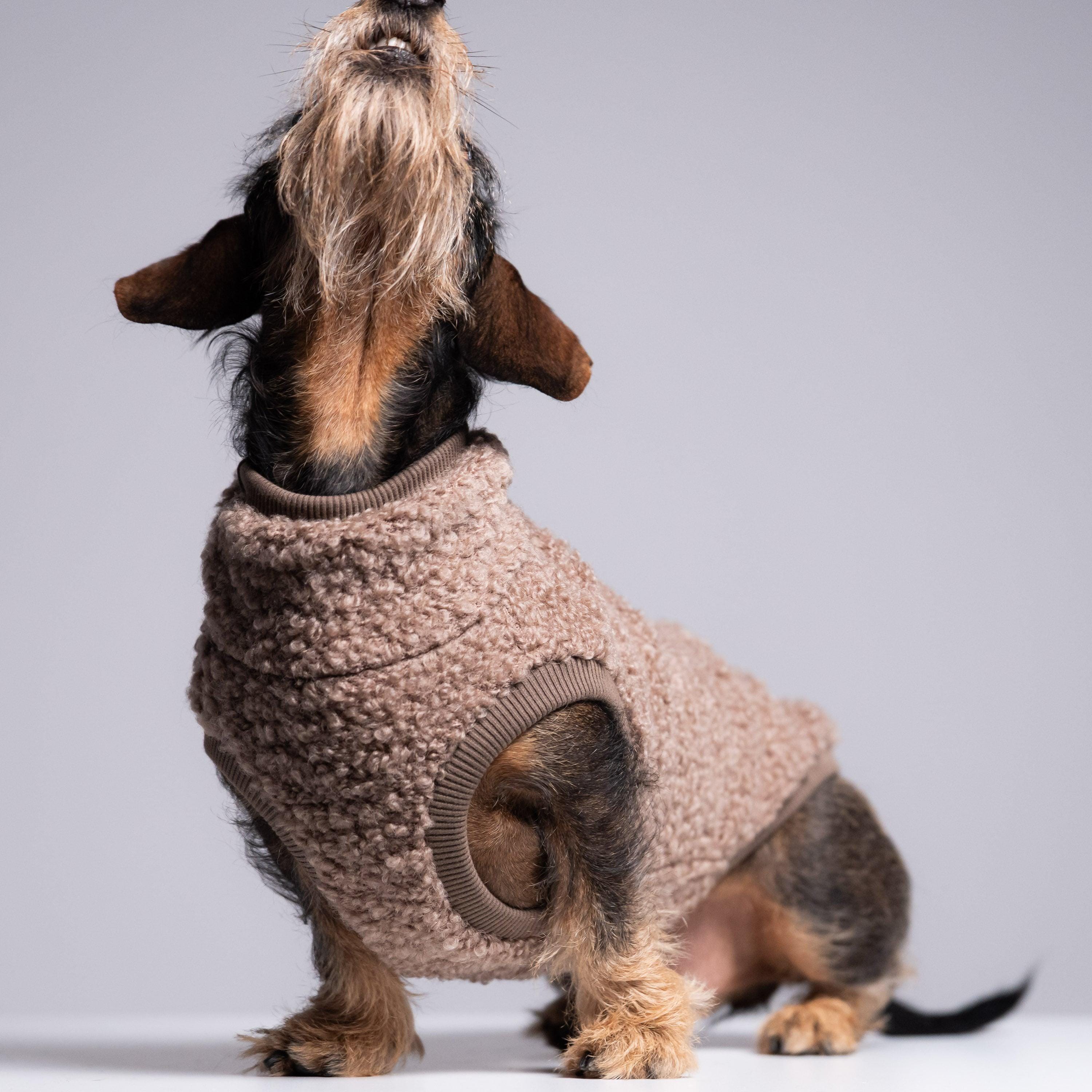 75% Wool Dachshund Jumper – Sausage Dog Sweater, Doxie Clothes, Beige ...