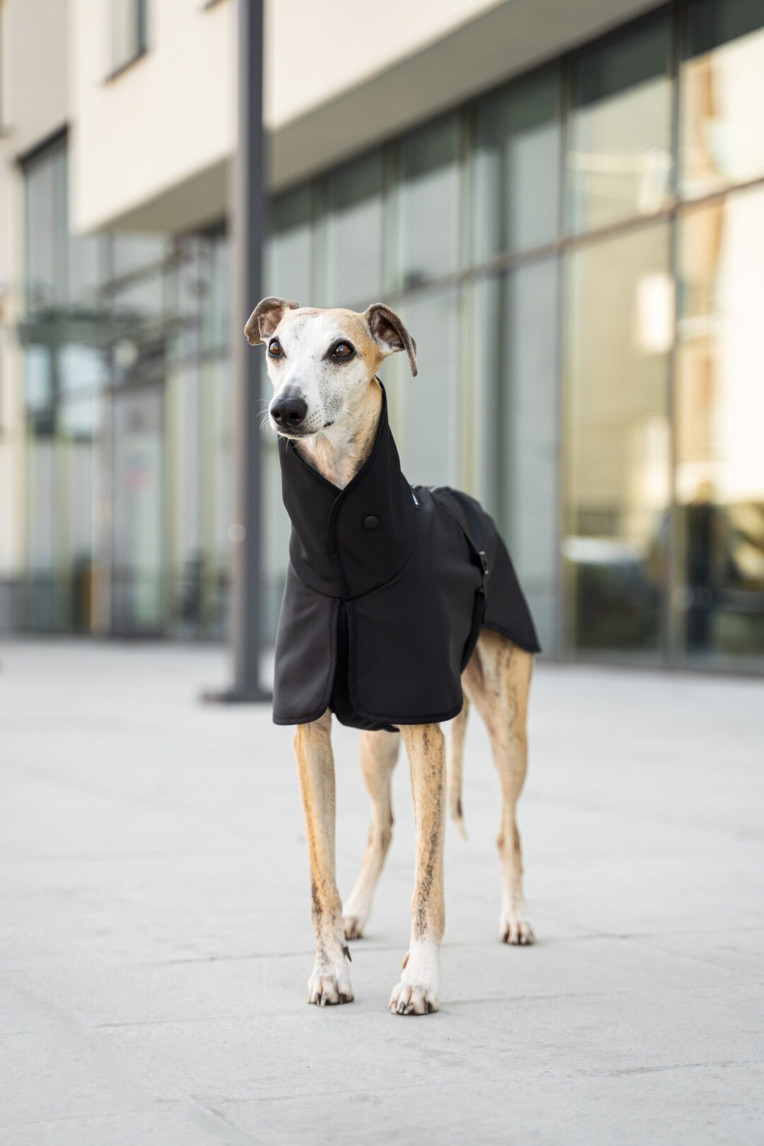 Softshell - Coat for Whippet With Reflectors - Whippet Clothes - BLACK ...