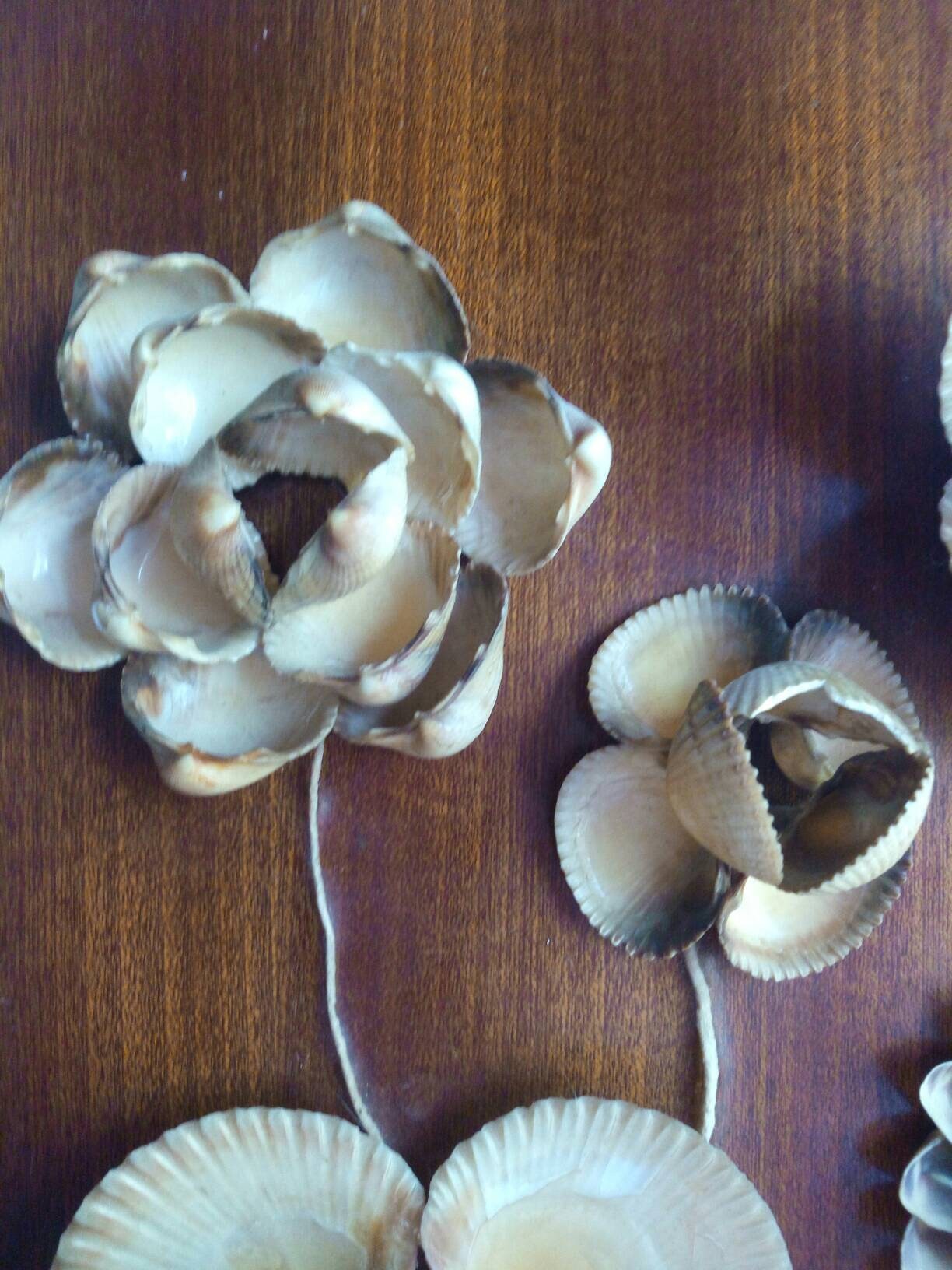 Vintage Shells Painting 1960s Teak Panel With Clams, Coral, Horn and ...