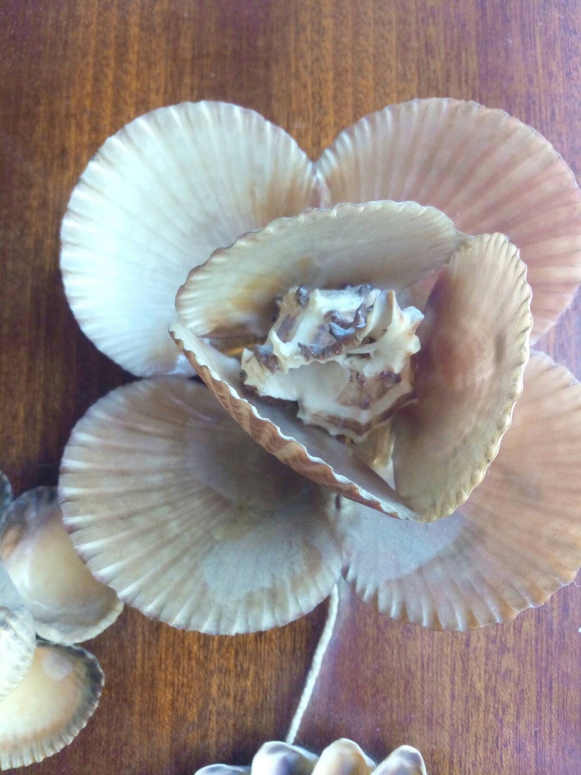 Vintage Shells Painting 1960s Teak Panel With Clams, Coral, Horn and ...