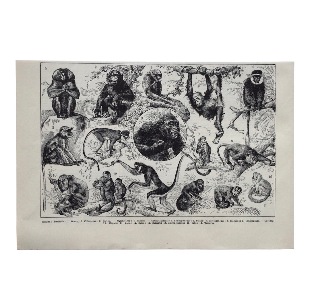 Chimpanzee, Monkey, Vintage Prints Gorilla Original Board Vintage Print ...