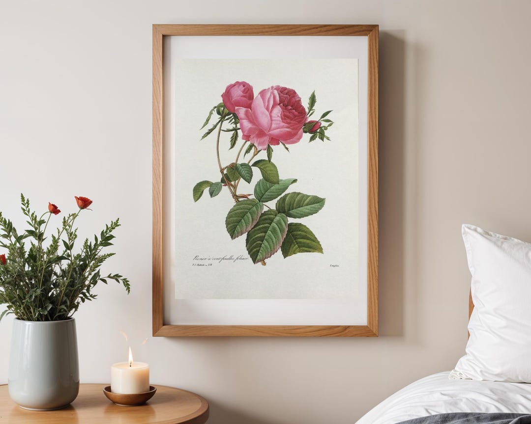 1983 Hundred-leaf Rose, Foliaceous Botanical Prints Vintage Flower ...