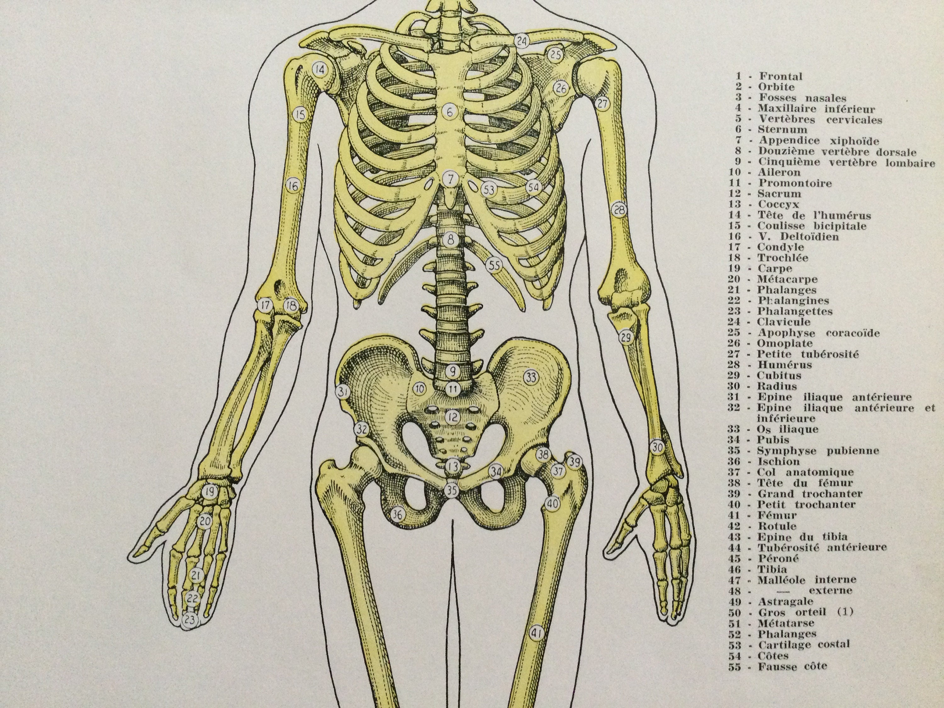 Original Skeleton Board, Human Anatomy, Human Skeleton, Biology ...