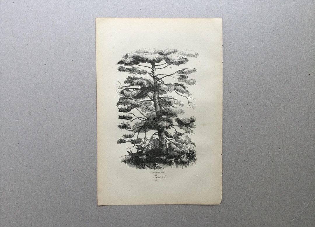 Brazilian Araucaria Tree Parana Pine Brazil Conifers Old Botanical ...