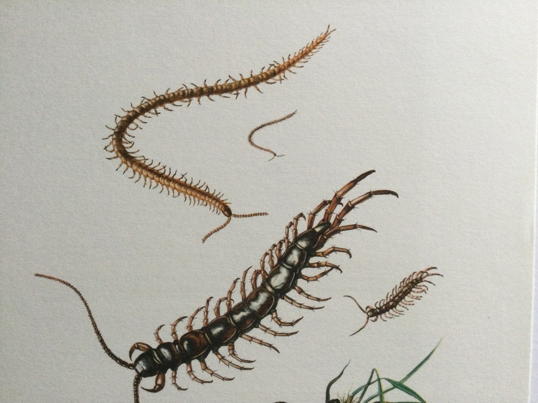 Insects Chilopoda, Geophilus, Lithobius, Chilopoda, Insect Prints ...