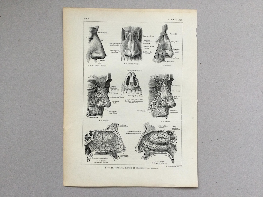 Anatomy of the NOSE, Bones, Muscles of the Nose, Human Body - Human ...