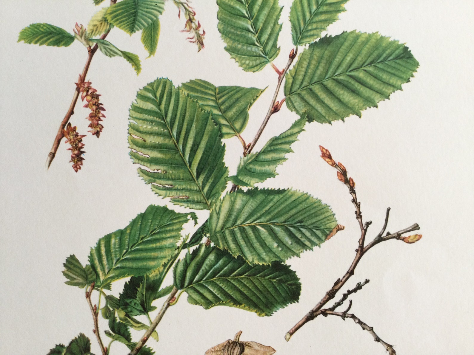 Birch, Carpinus Betulus Hornbeam Dicotyledons Trees Plants Flowers ...
