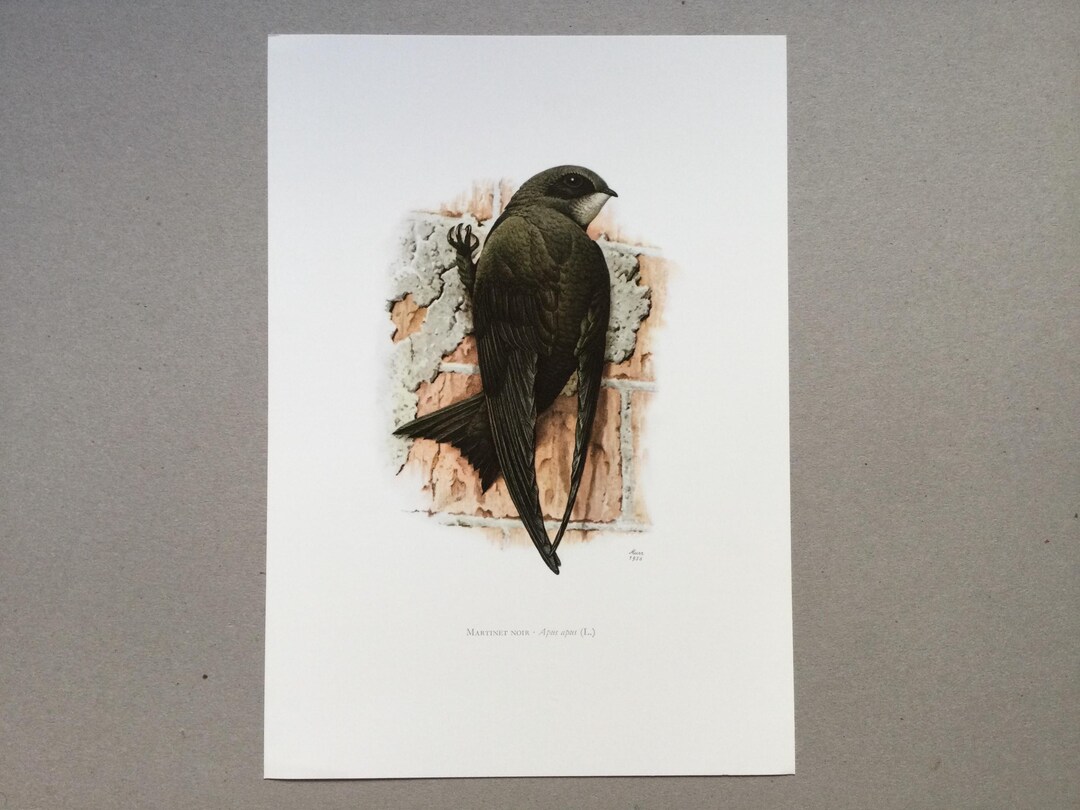 Common Swift, Apus Apus Birds, Birds on Branch, Bird Print Vintage ...
