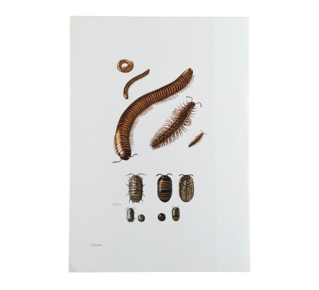 Insects, Centipede, Diplopoda, Beetles, Insects Art Shop Old ...