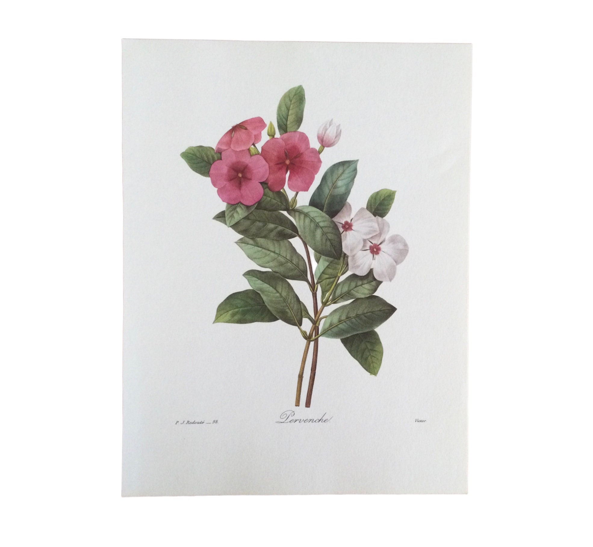 Vintage Flower Poster Flower Poster Flower Print Retro - Etsy