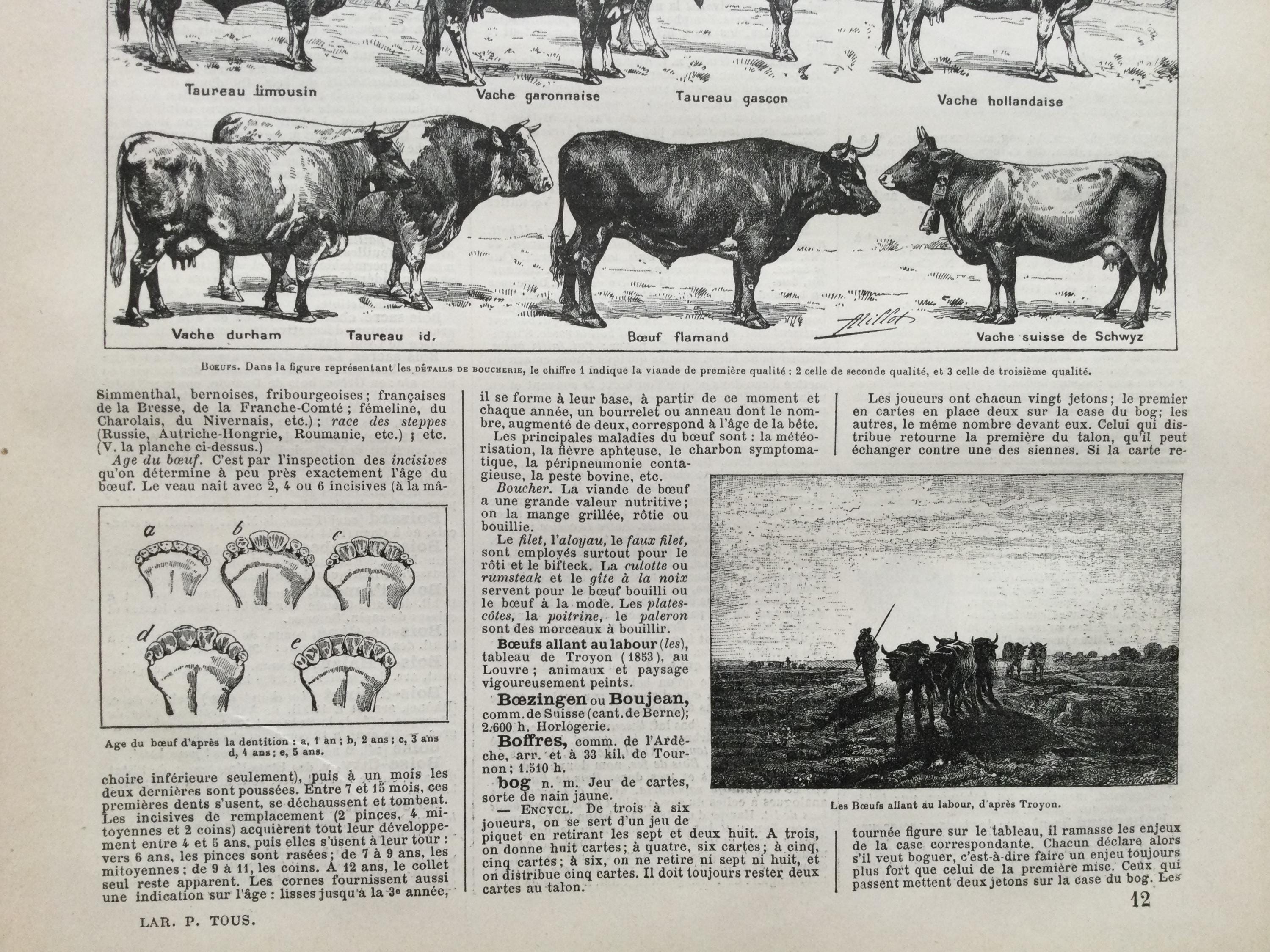 Beef, Cow, Cow Breeds, Beef Breed, Bulls, Old Illustration, Larousse ...