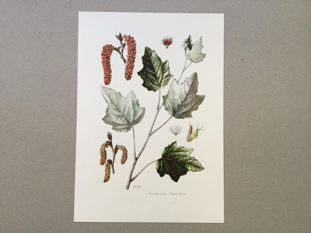 1962 White Poplar, Populus Alba, Trees Forest, Plants Prints Botanical ...