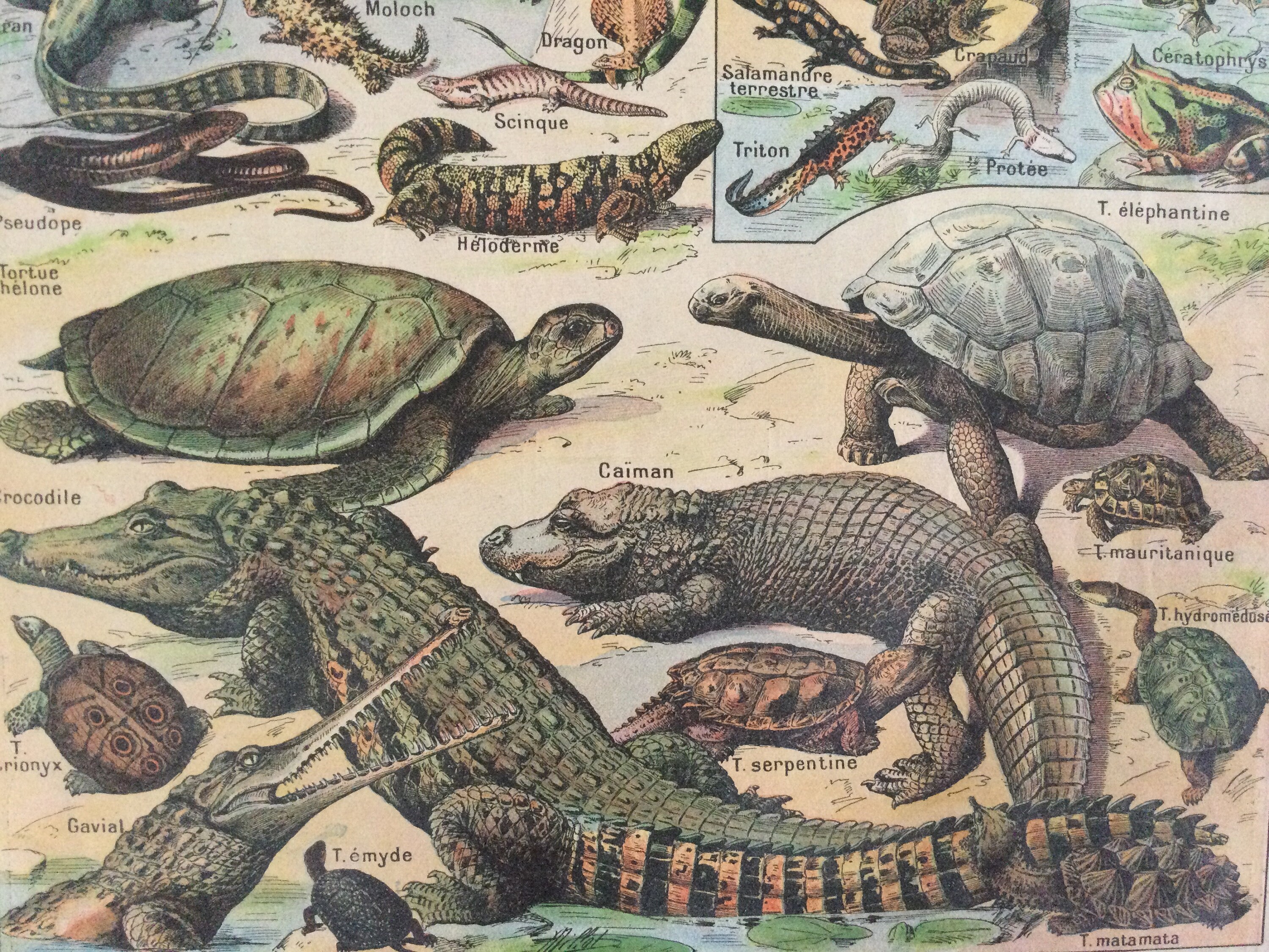 Reptiles, Crocodile, Snake, Old Illustration, Animals, Animal Prints ...