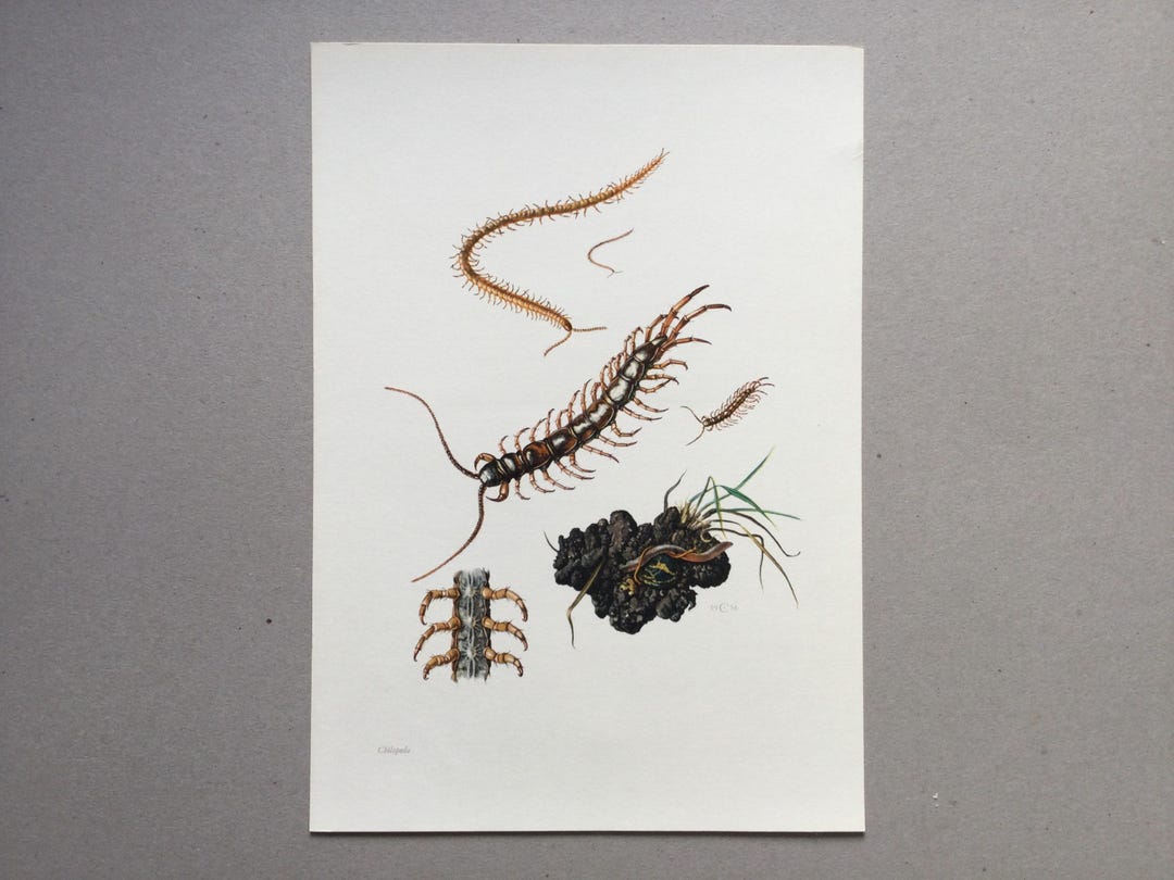 Insects Chilopoda, Geophilus, Lithobius, Chilopodes, Insect Prints ...