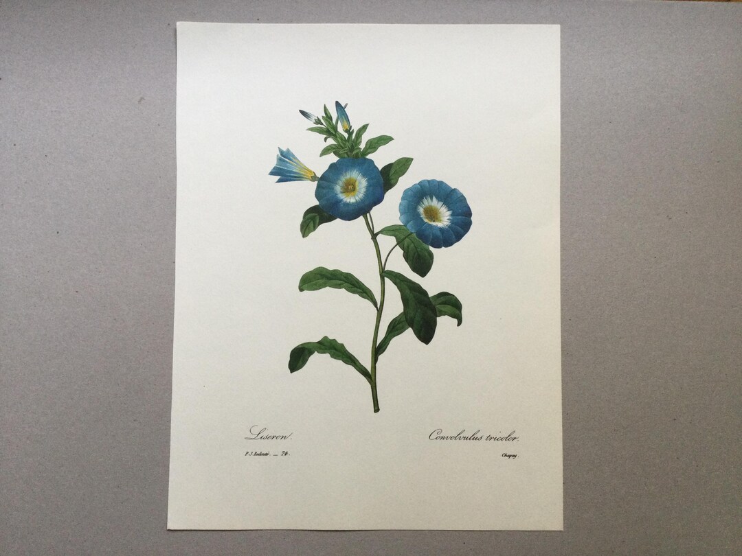 1983 Bindweed Blue Flower Symbol of Passage and Perseverance, Flower ...