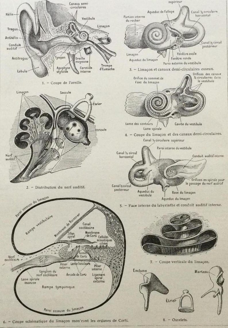 Ears, Hearing, Auditory Nerve, Cochlea, Canals, Cross-section of the ...