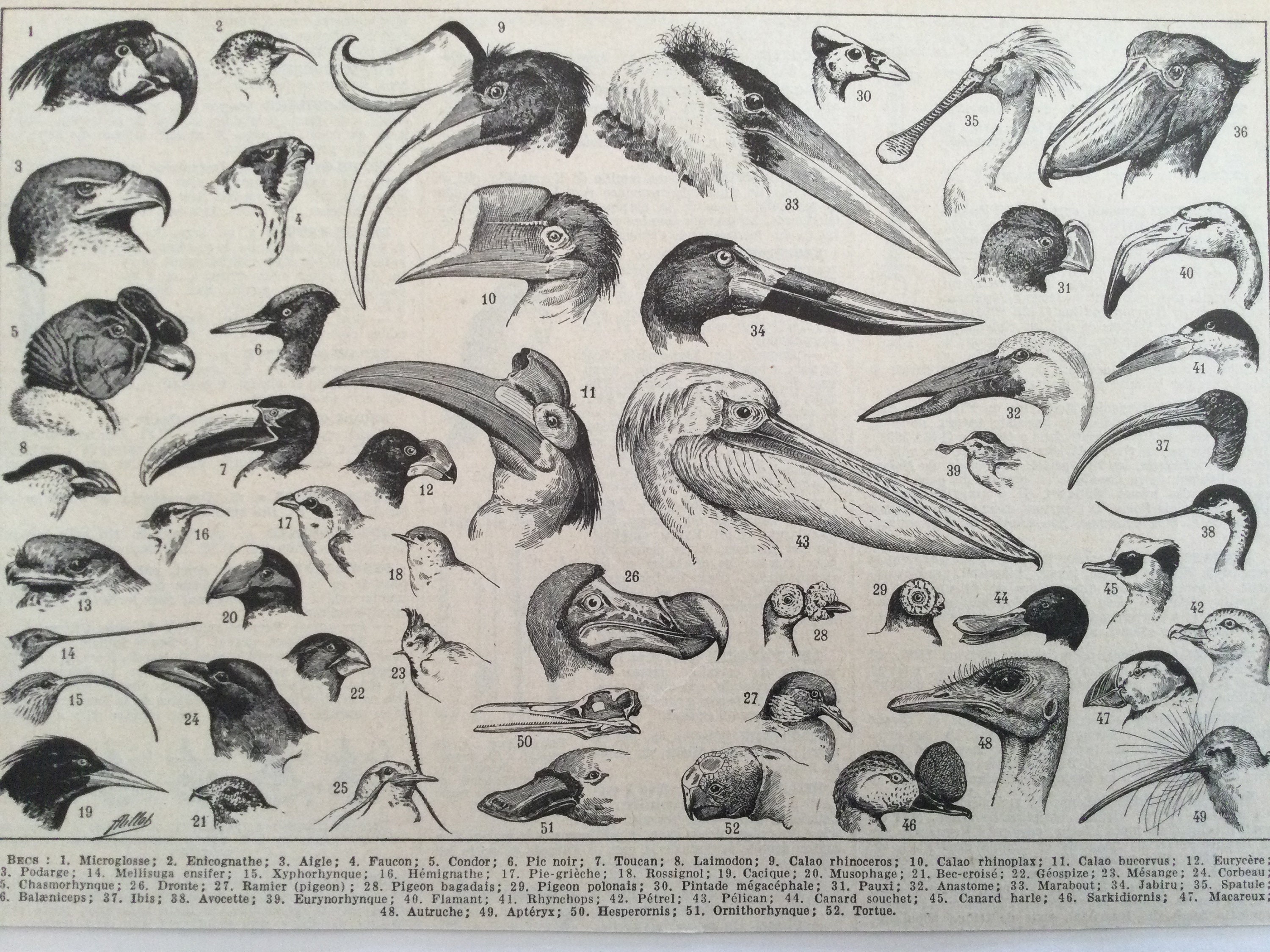 1897 Birds' Beaks Old Illustration Original Plate Birds Poster, Vintage ...