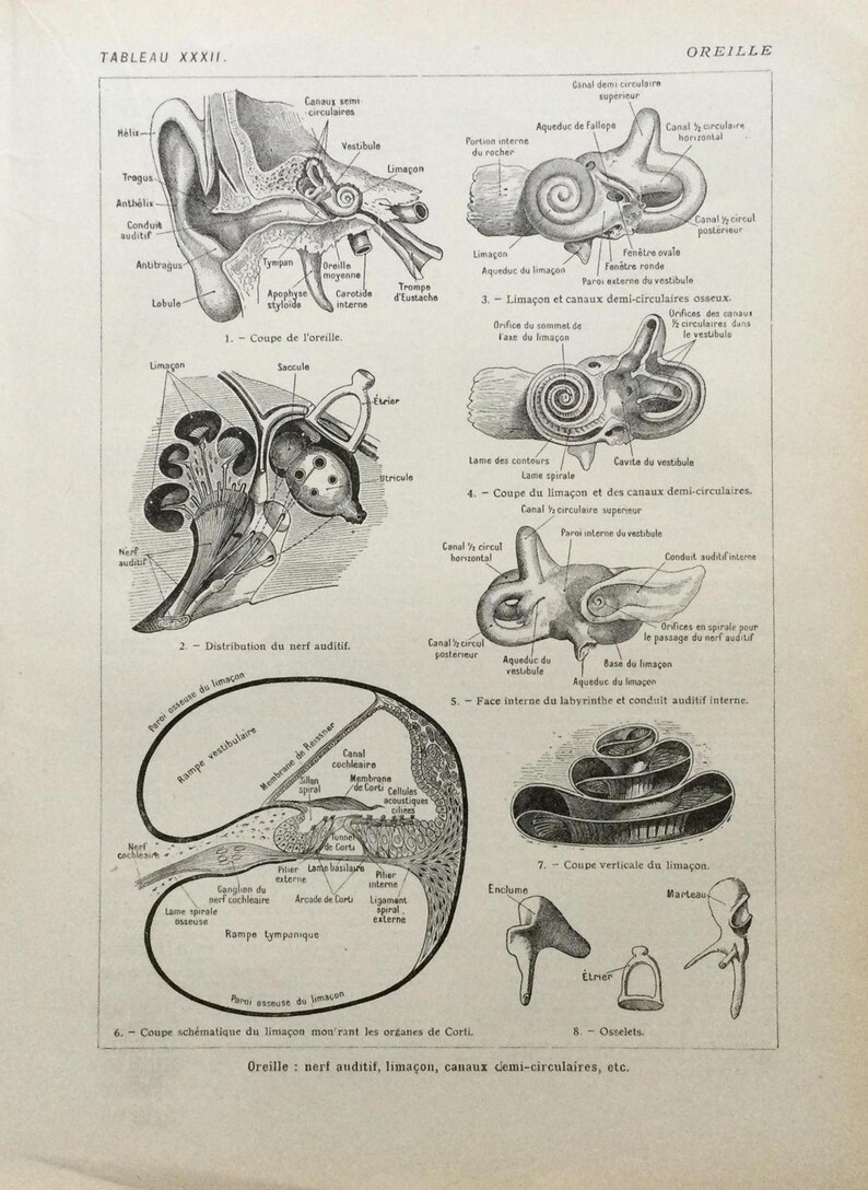 Ears, Hearing, Auditory Nerve, Cochlea, Canals, Cross-section of the ...