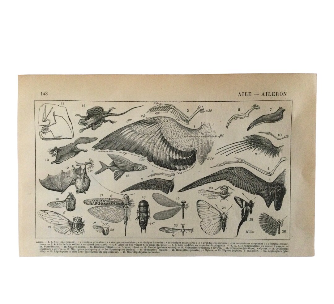 Bird Wings, Insect Wings, Original Plate From the Old Larousse ...