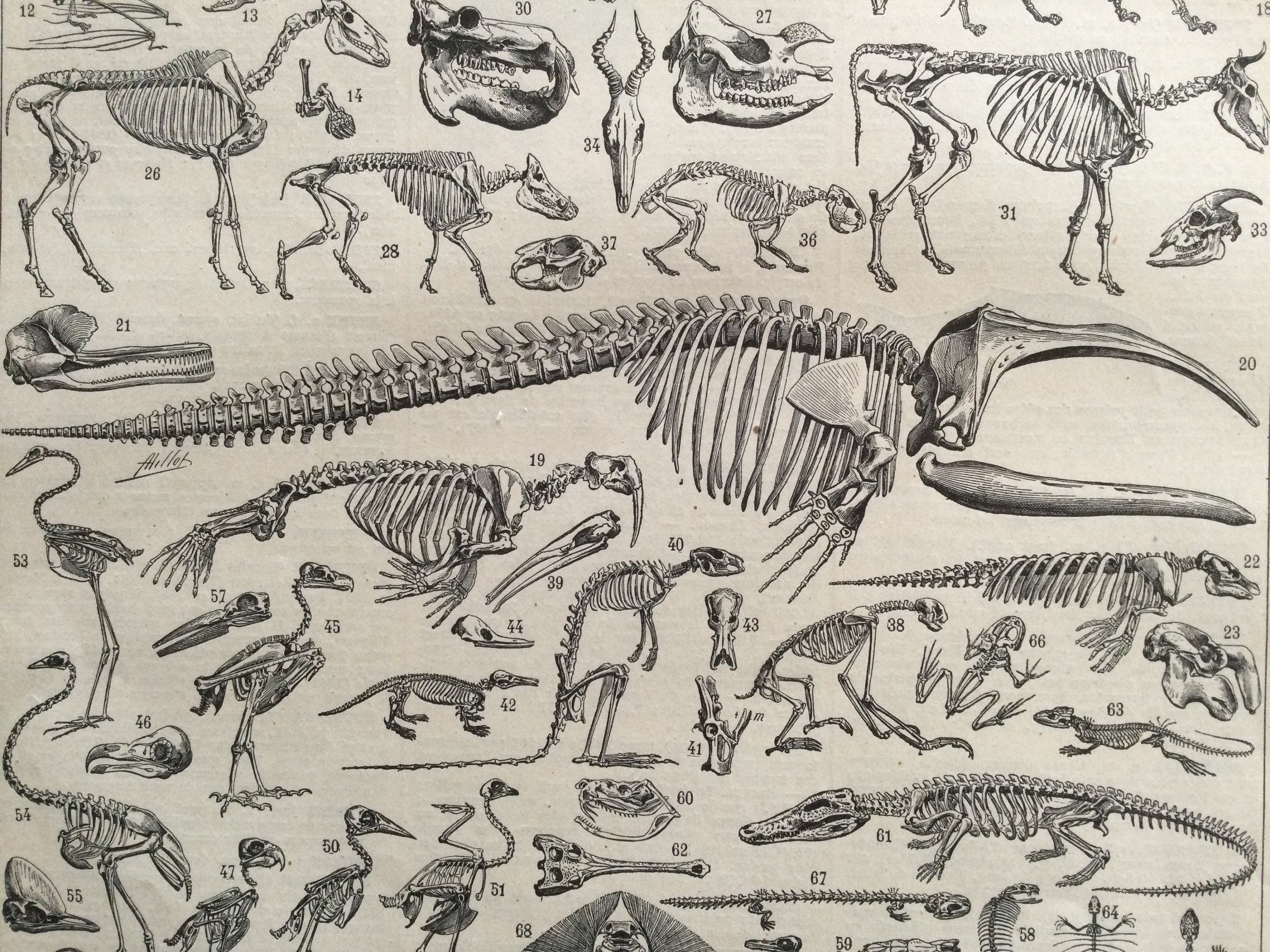 Dinosaur Skeleton Chart