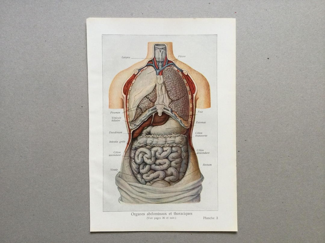 Thorax, Abdomen, Abdominal Organs, Thoracic Organs, Human Body Anatomy ...