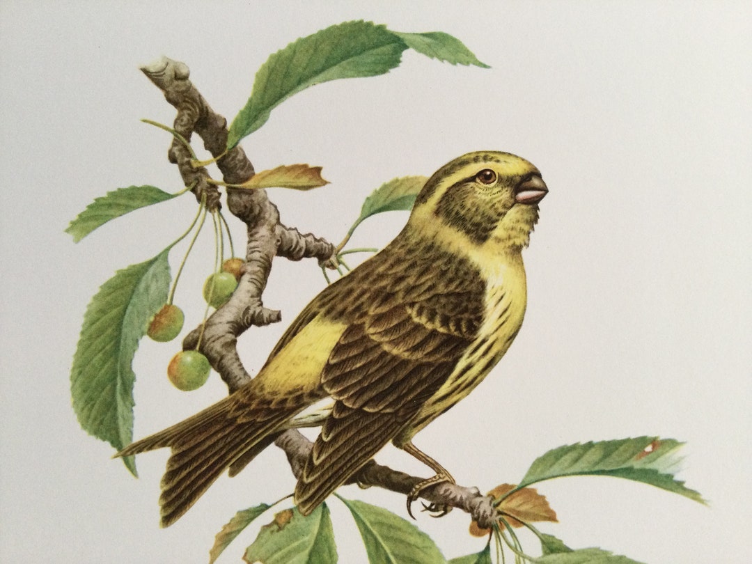 Serin Cini Birds Print Birds Vintage Poster, Vintage Print, Old ...