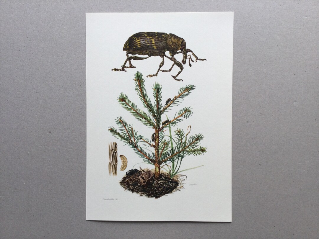 Insects Curculionidae, Pine Hylobus, Weevil, Beetles, Insect Prints ...