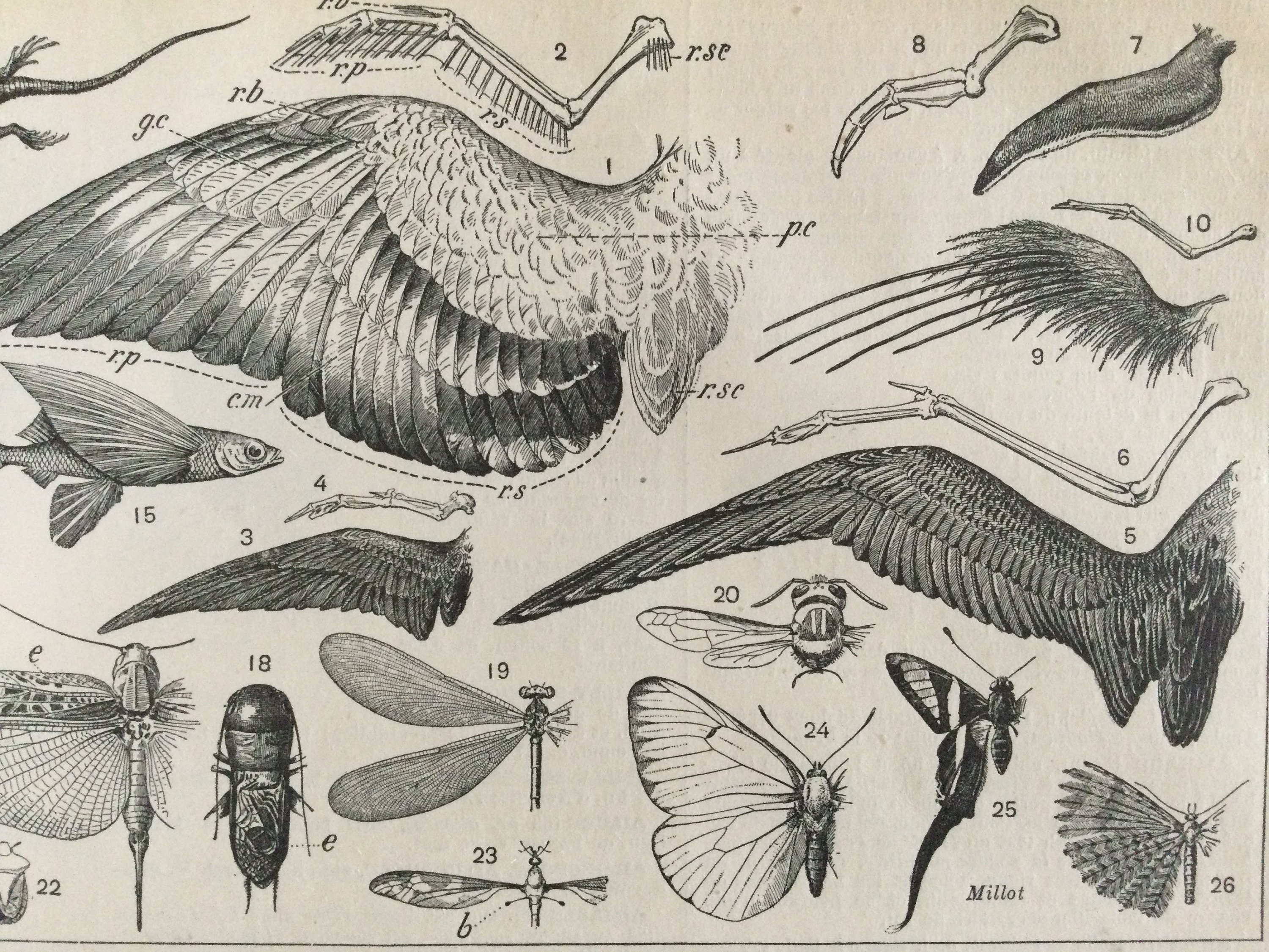 Bird Wings, Insect Wings, Original Plate From the Old Larousse ...