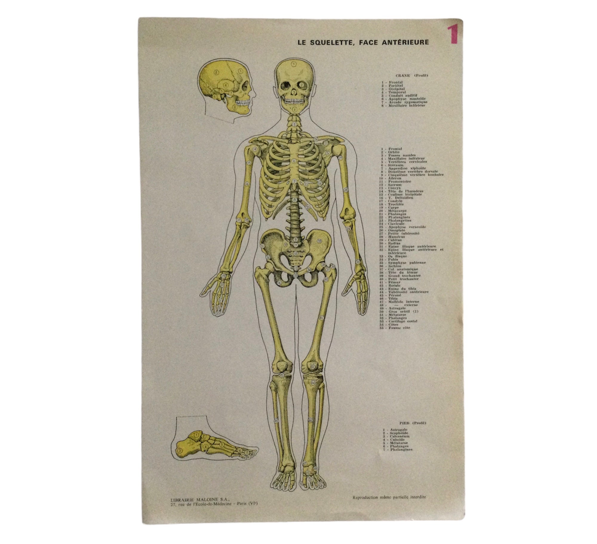 Original Skeleton Board, Human Anatomy, Human Skeleton, Biology ...