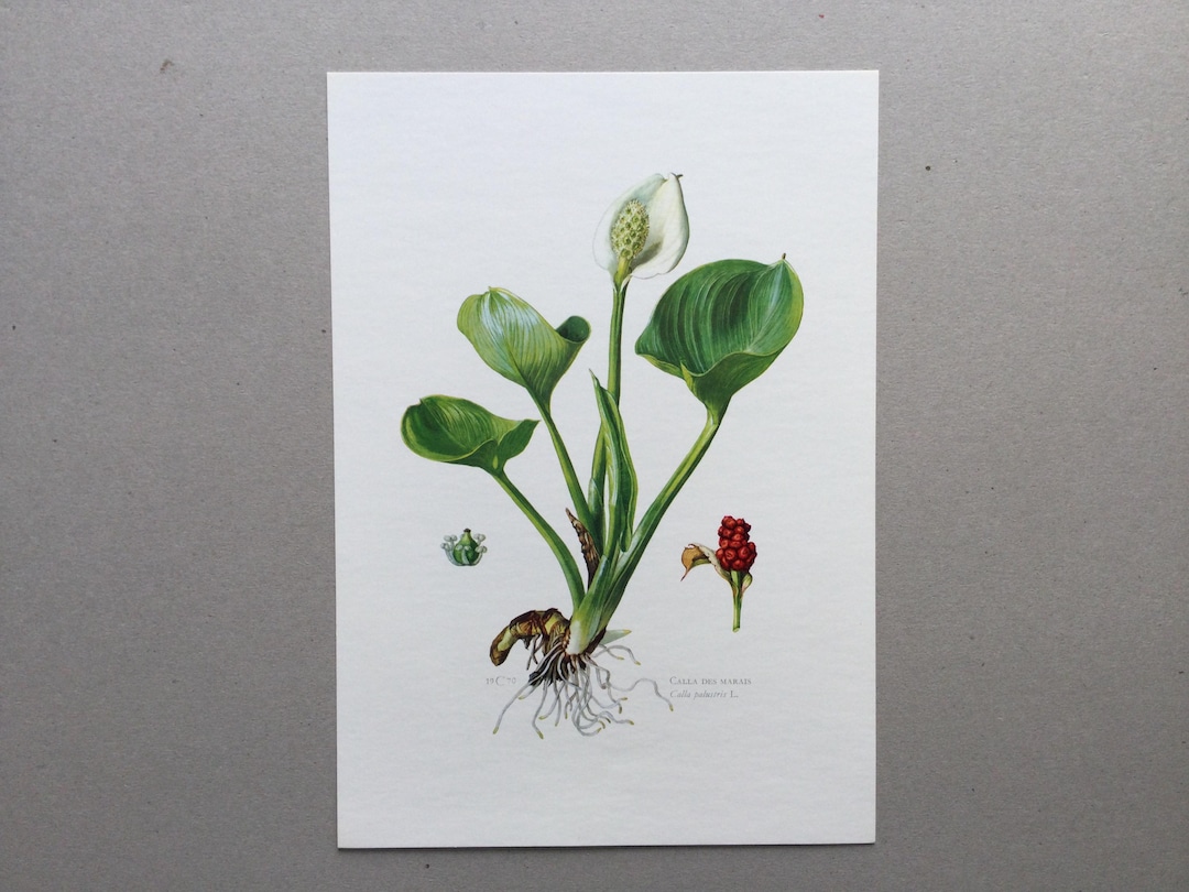 Calla Maria Flower, Flower Print, Flower Poster, Botanical Prints ...