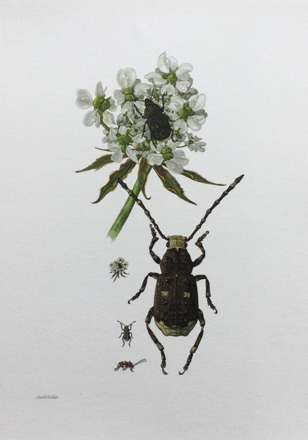 Anthribidae Insects, Insects, Beetles, Insect Prints, Vintage Insect ...