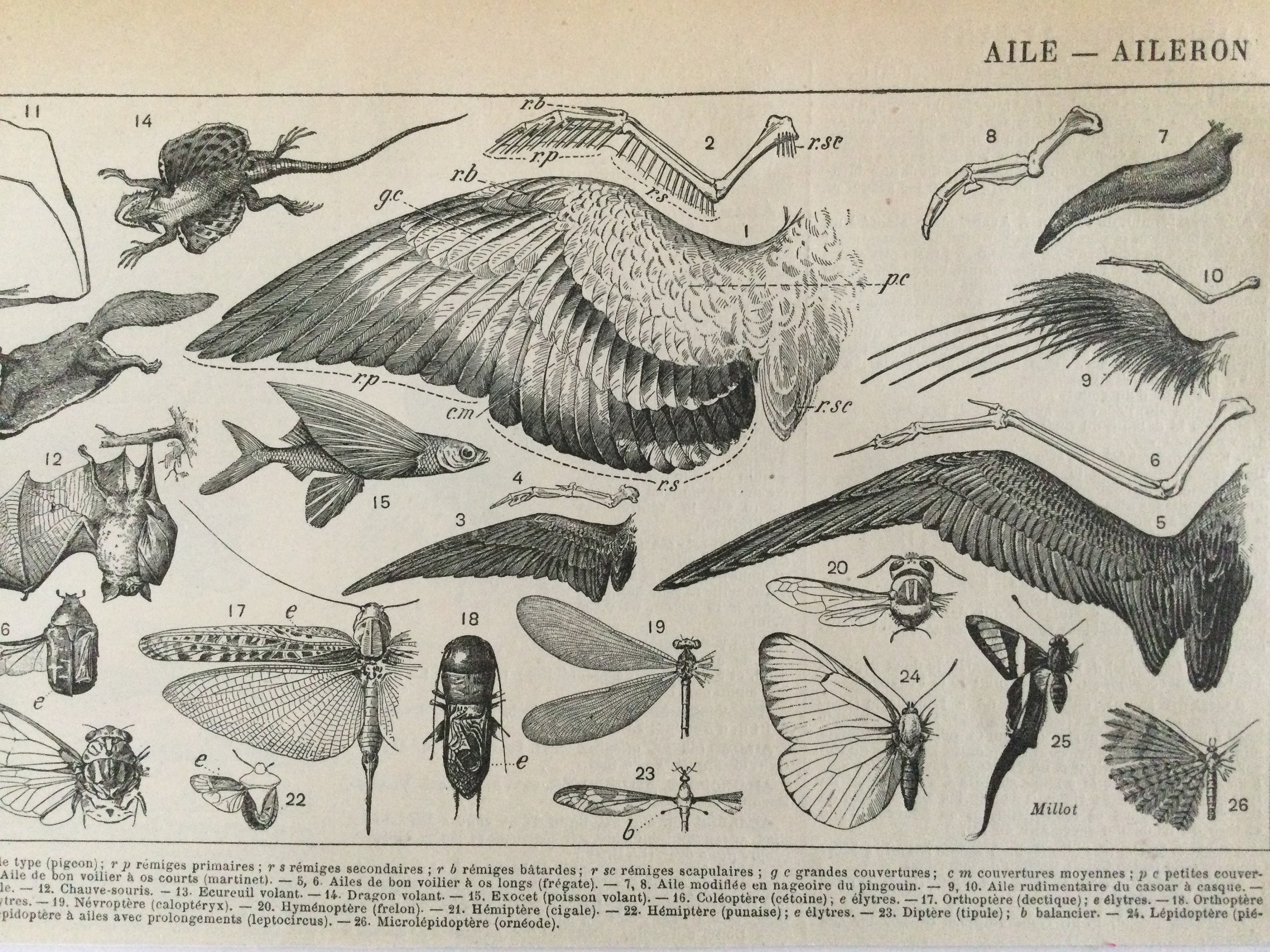 1897 Bird WINGS Insect Wings Original Plate Old Larousse - Etsy