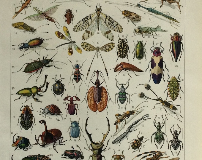 Insects Original Plate Old Illustration Insects Beetle, Grasshopper ...